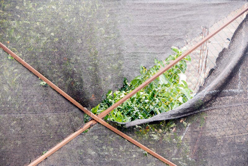 Ripped net stock image. Image of patch, vegetable, fence - 70464843