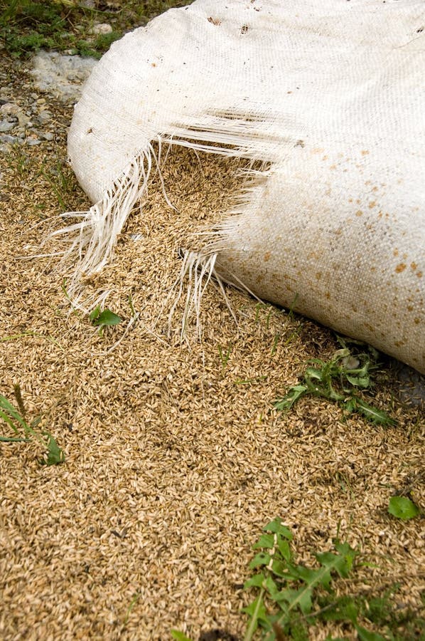 Ripped open stock photo. Image of woven, wheat, poverty - 1449846
