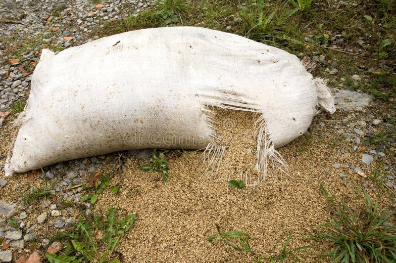 Ripped open stock photo. Image of barley, abundance, sack - 1449928