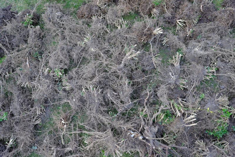 Ripped out shrubs roots stock photo. Image of shrub - 113579722