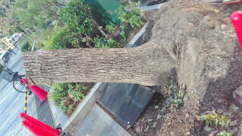 Ripped Out Tree after Taifun Stock Image - Image of iron, soil: 179280331