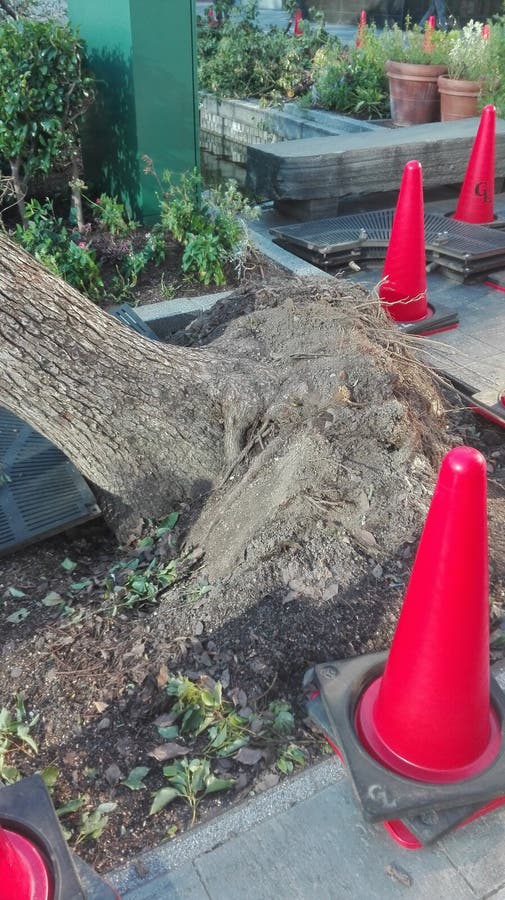 A Backyard is Ripped Up from Hurricane Winds. Stock Photo - Image of ...