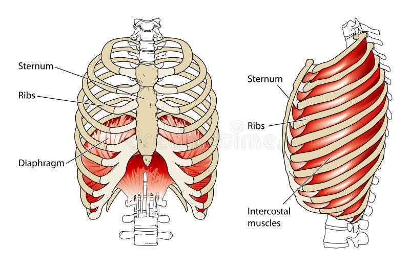 Rippen und Membrane vektor abbildung. Illustration von ausatmen - 14220562