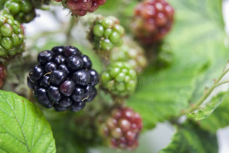 Autumn blackberries stock image. Image of ripen, ripe - 1206703