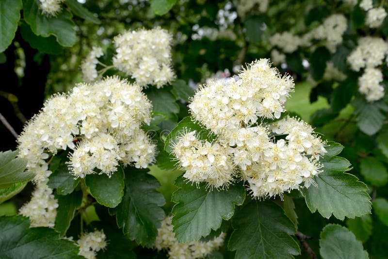 Spring ripple stock image. Image of cool, impact, liquid - 2200435