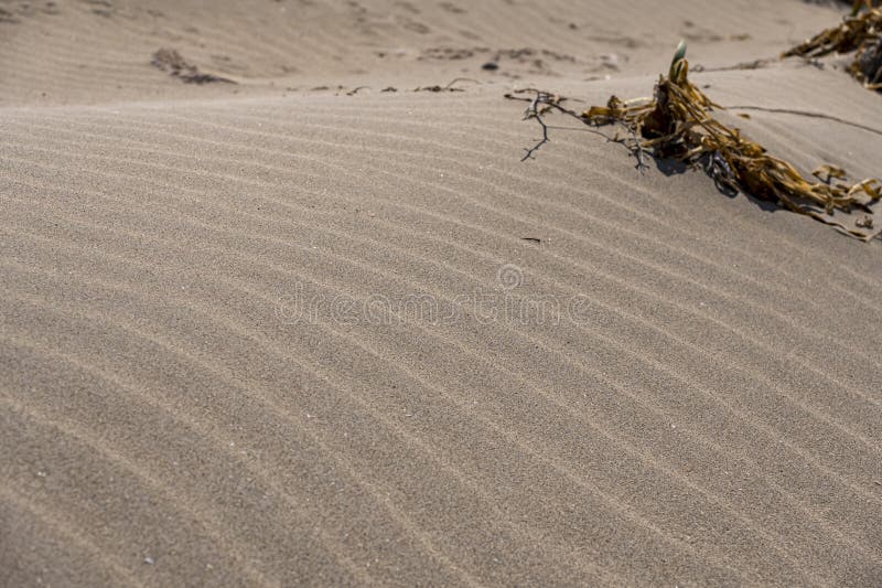 Ripple Marks Formed by Aeolian Processes on a Sandy Beach in ...