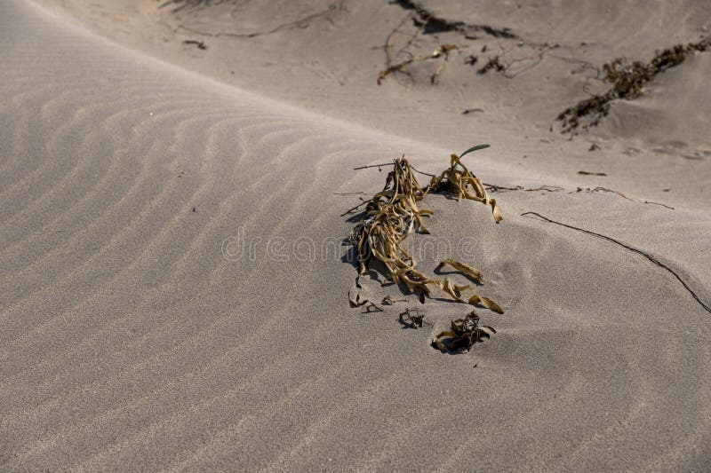 Ripple Marks Formed by Aeolian Processes on a Sandy Beach in ...