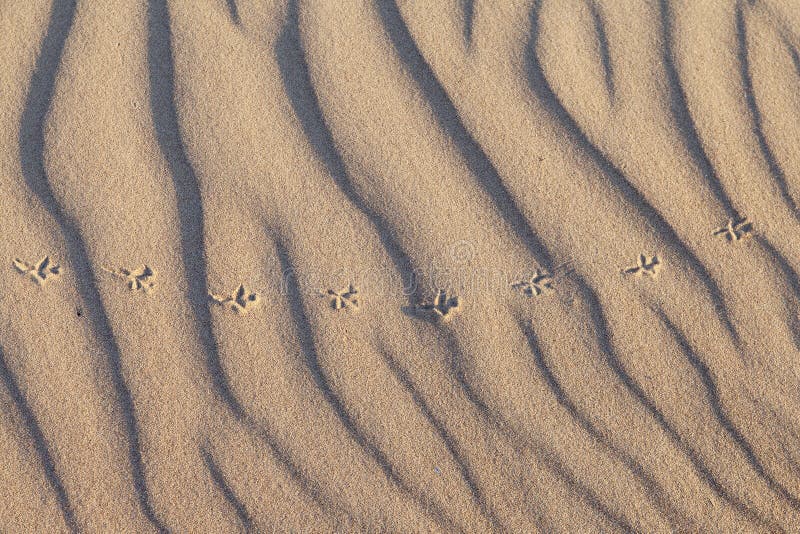 Rippled sand. stock photo. Image of empty, arid, coast - 42617974