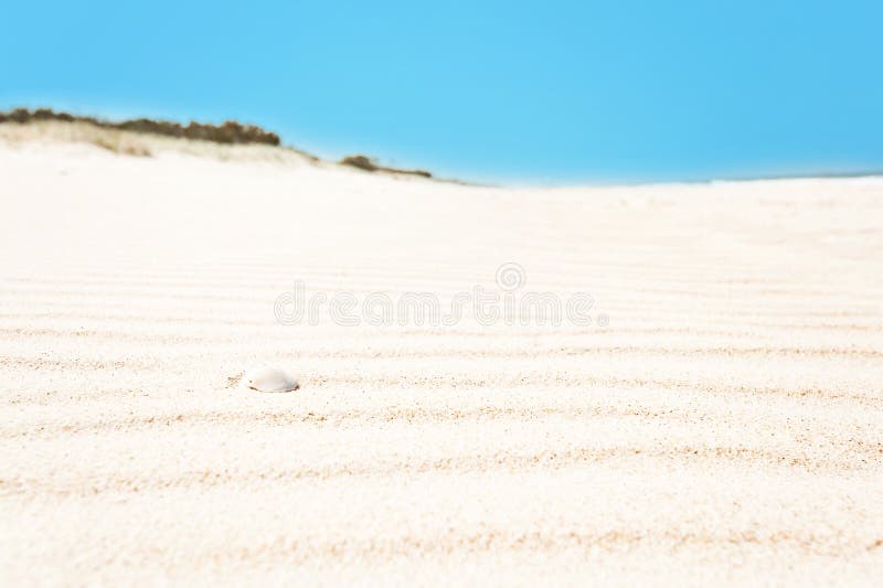 Rippled White Sand with Shell, Horizontal Stock Photo - Image of ...