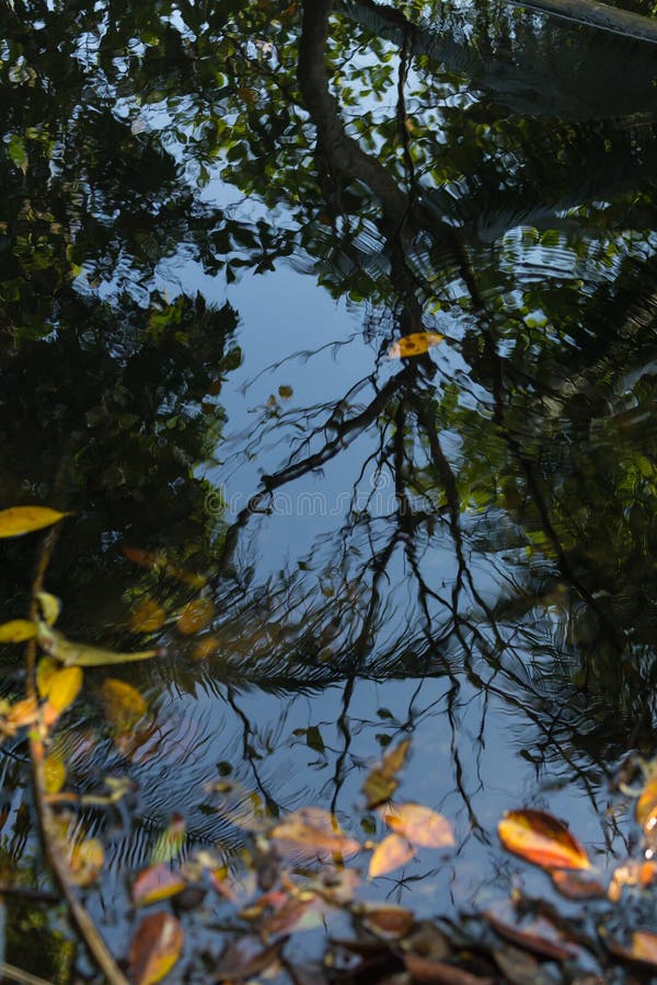 Ripples in the pond stock photo. Image of nature, bright - 81100524