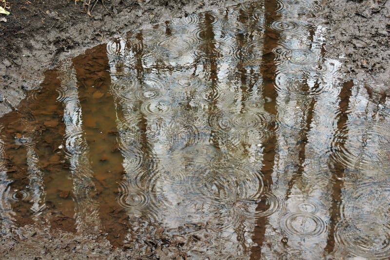 Ripples from Rain Puddles . Stock Photo - Image of pond, ripple: 53263378