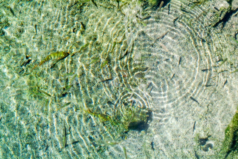 Ripples on water stock image. Image of rippled, ripple - 83249851