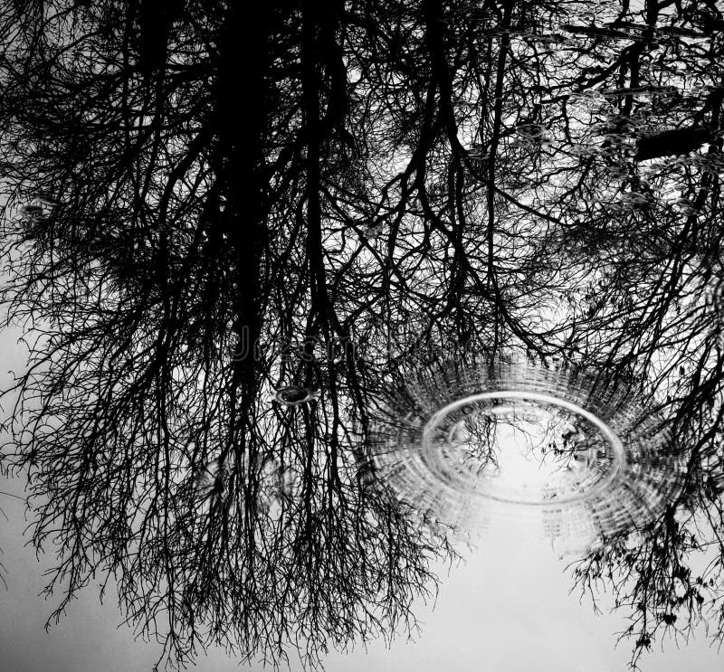 Ripples on Water Surface with the Reflection of a Tree Stock Image ...