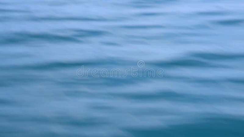 Strong Wind Blowing Against the Paddy Plants. Stock Footage - Video of ...