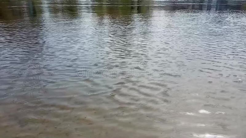 Ripples on the Water, the Wind. Dynamic Video Substrate, Screen Saver ...