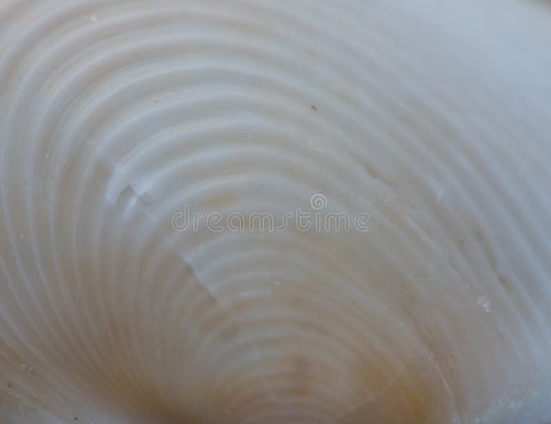 170 Shell Repeating Pattern Stock Photos - Free & Royalty-Free Stock ...