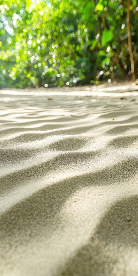 Rippling Sunlight Shadows on Calm Sandy Forest Path Surrounded by Lush ...