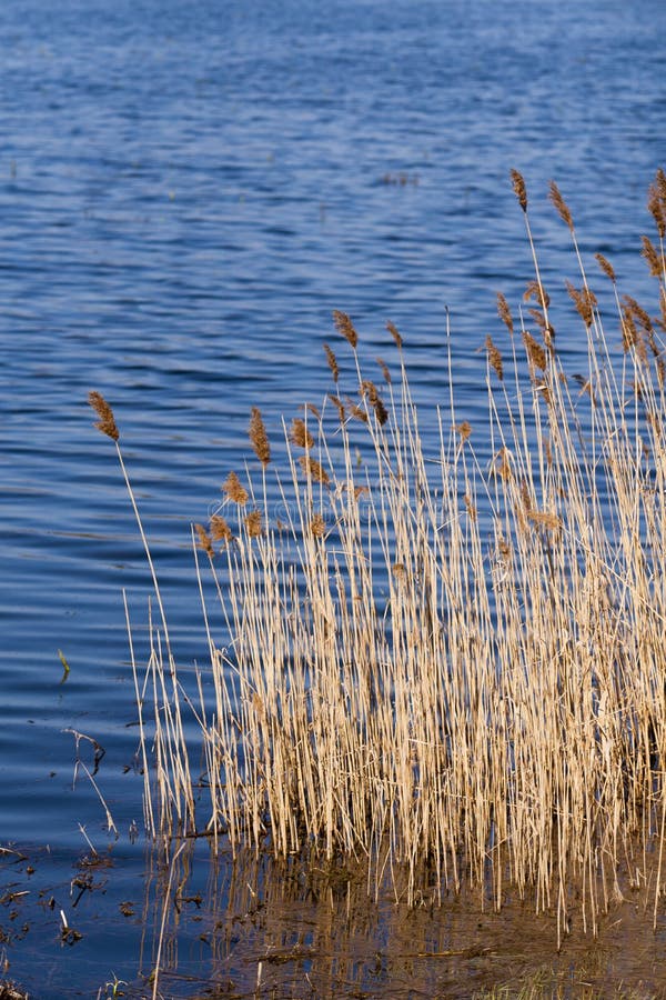 The Rippling Water, Lakeside Reeds. Stock Photo - Image of cattail ...