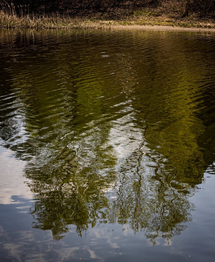 A Serene Forest Stream Flows Gently, Its Surface Rippling with the ...