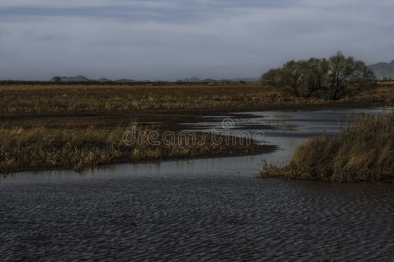 Rippling Water of a Riparian Area with Tree in Background. Stock Photo ...
