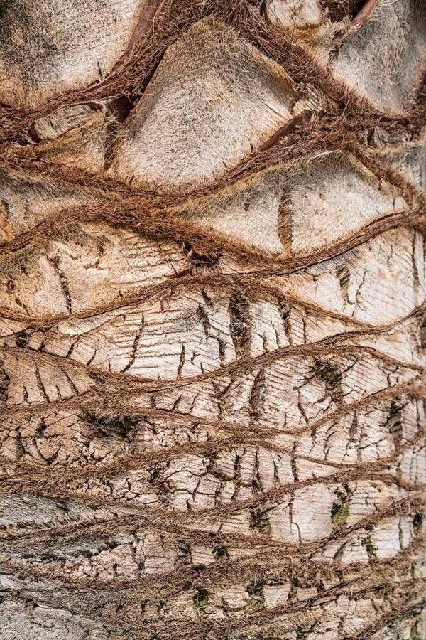Palm tree bark pattern stock image. Image of detail - 138419371