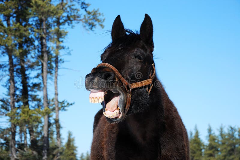 Rire photo stock. Image du cheval, animal, verticale, dents - 8788066
