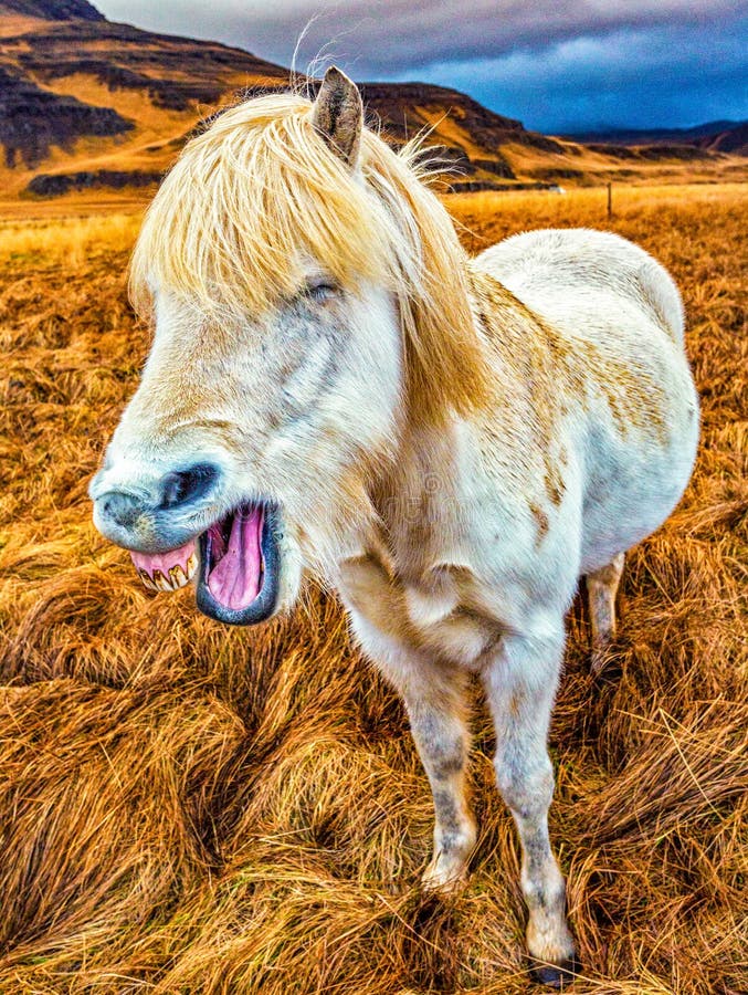 Rire de cheval image stock. Image du grand, manger, grange - 38798719