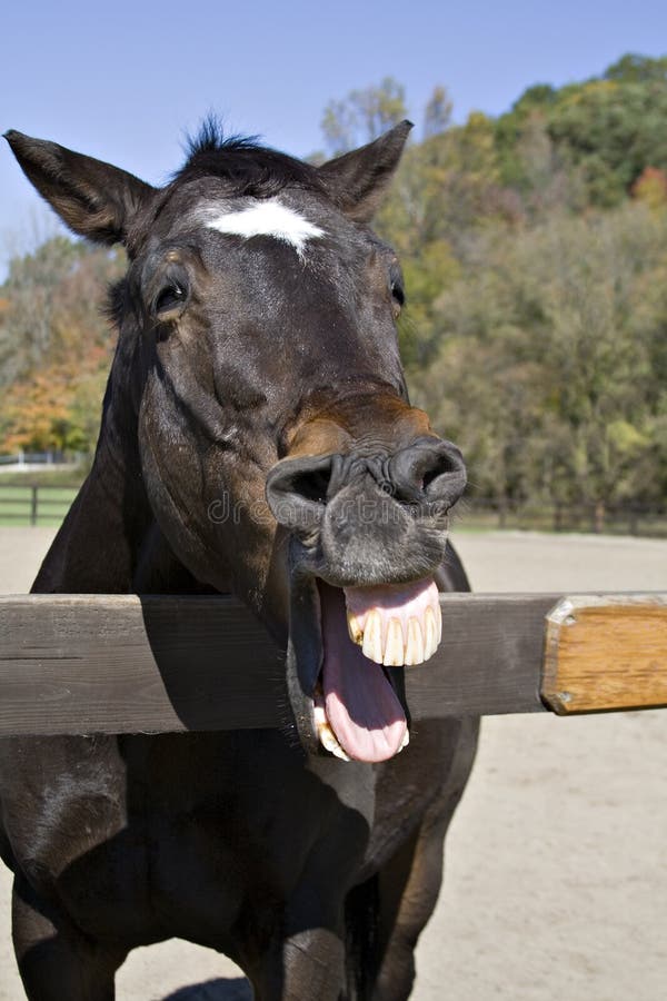 Rire de cheval image stock. Image du humoristique, rire - 1384563