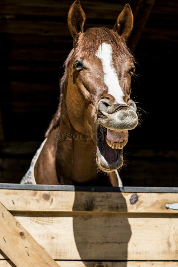 Rire de cheval image stock. Image du lèchement, sourire - 38798719