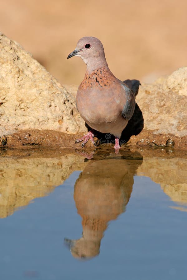 La Colombe Riante Et L'oiseau Fait Face Rouge De Souris Boivent L'eau D ...