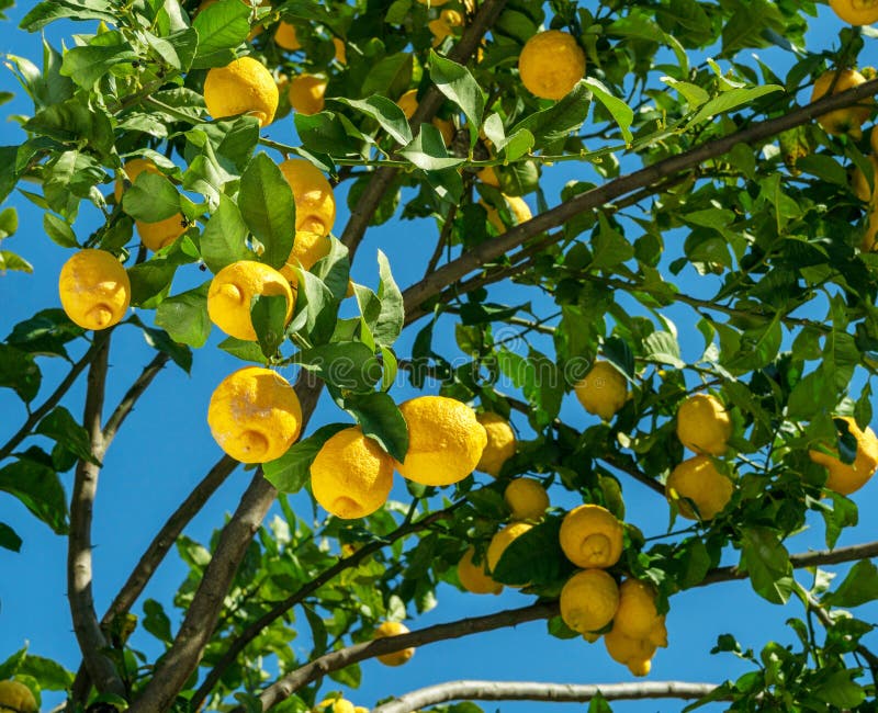 RiRipe Lemon Fruits on Lemon Tree and Blue Sky at the Background. View ...
