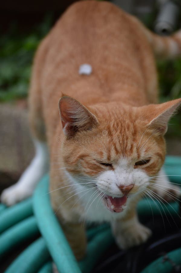 Risa anaranjada del gato imagen de archivo. Imagen de barbas - 79005819