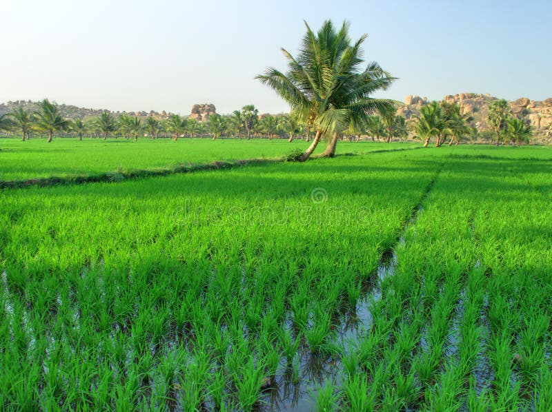 Risaia di riso immagine stock. Immagine di grano, alimento - 10554293
