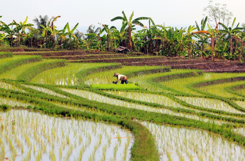 Risaia Di Riso Con L'operaio Fotografia Stock - Immagine di risaia ...