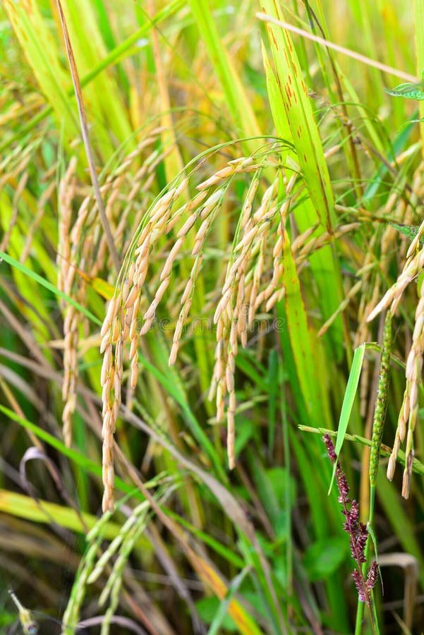 Risaia Sulla Pianta Di Riso Immagine Stock - Immagine di campo, podere ...
