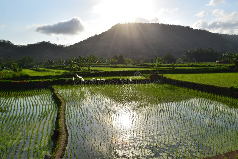 Risaie Di Riso Nel Giappone Fotografia Stock - Immagine di sole, pozza ...