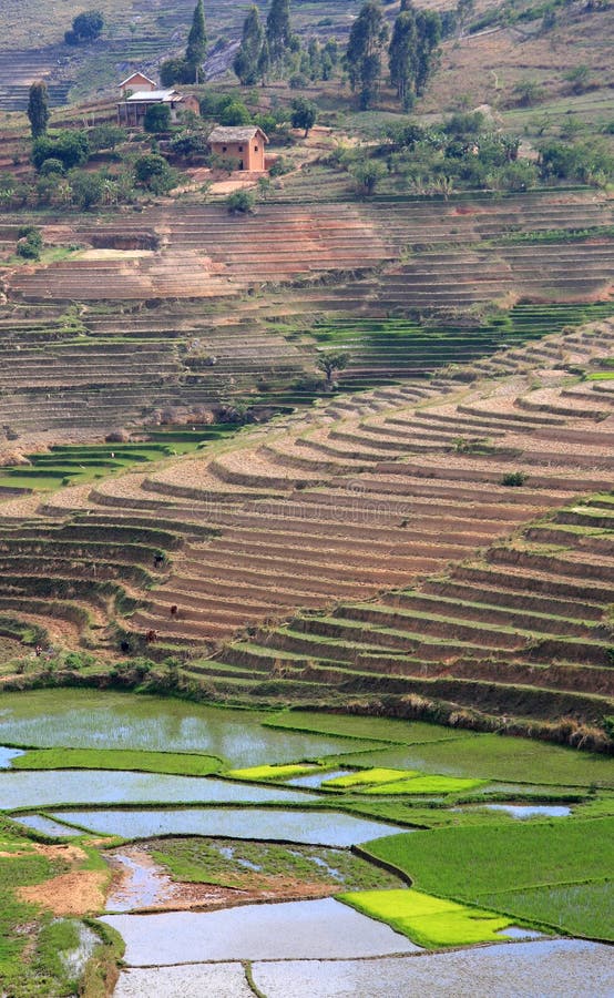 Risaie fotografia stock. Immagine di risaia, isola, riso - 12216008