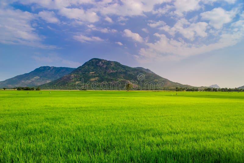 Risaie fotografia stock. Immagine di asiatico, riso, esterno - 31750002