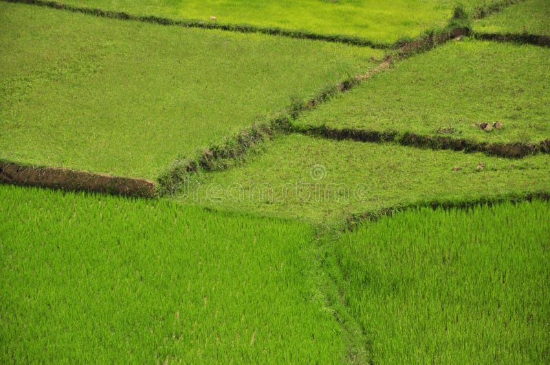 Risaie immagine stock. Immagine di bali, righe, alto - 35227821