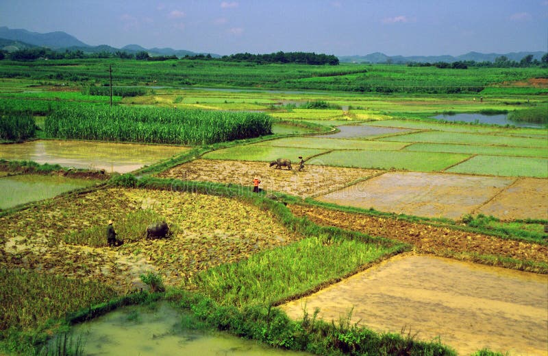 Risaie cinesi generiche immagine stock. Immagine di asia - 41476001