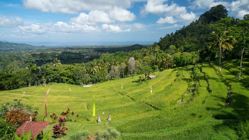 Risaie di Bali, Indonesia immagine editoriale. Immagine di paesaggio ...