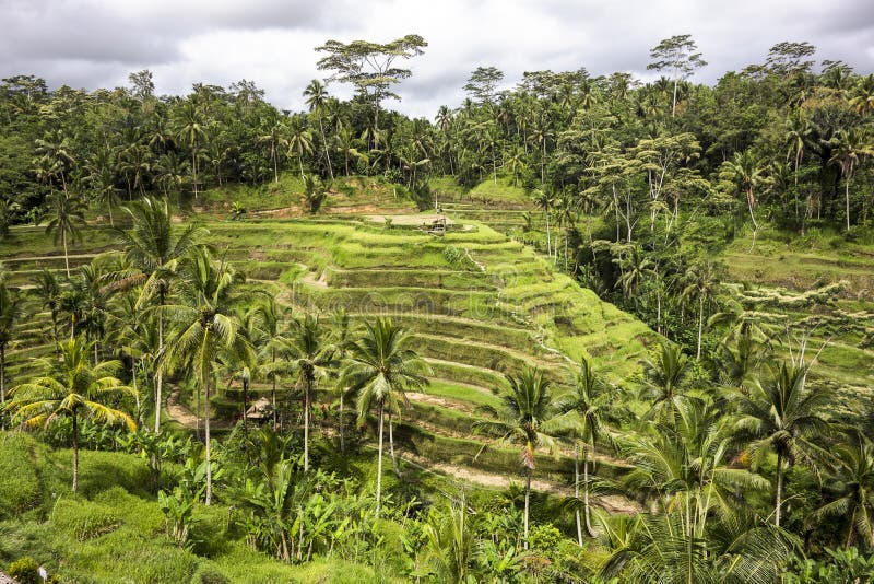 Risaie di Bali in terrazzi fotografia stock. Immagine di podere - 35249860