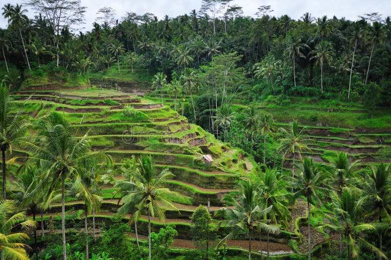 Risaie di Hillside su Bali immagine stock. Immagine di terra - 37264055