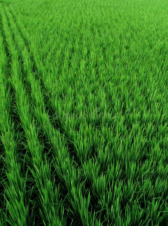 Risaie di Taiwan immagine stock. Immagine di riso, risaie - 49554047
