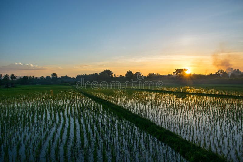 Risaie e tramonto immagine stock. Immagine di risaia - 43731433