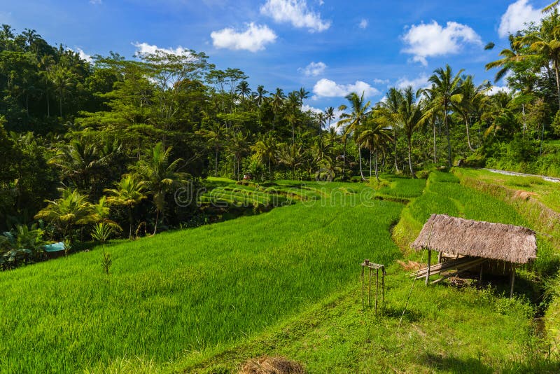 Risaie - Isola Indonesia Di Bali Immagine Stock - Immagine di ...