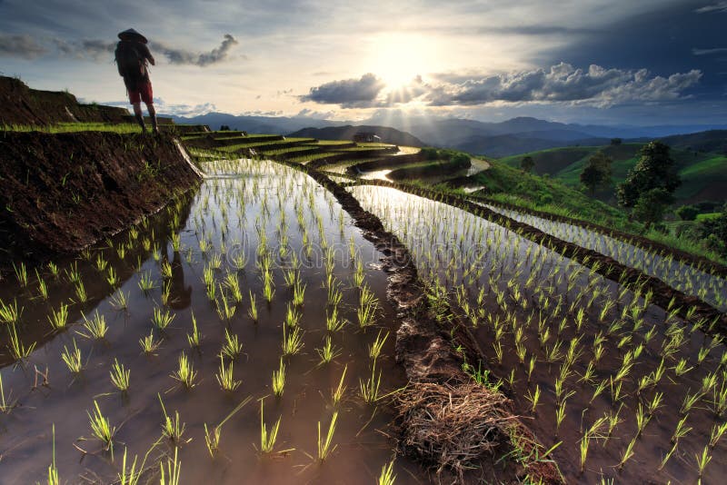 Risaie Su a Terrazze a Chiang Mai, Tailandia Immagine Stock - Immagine ...
