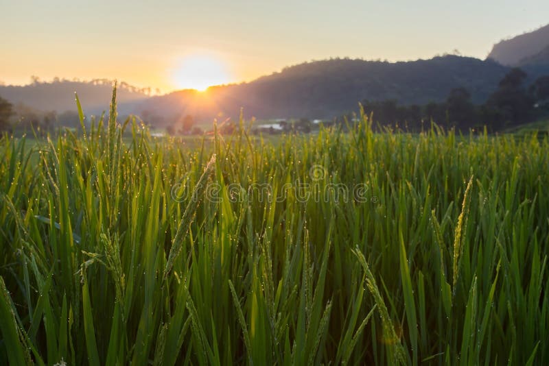 Risaie Verdi Della Risaia Di Agricoltura Fotografia Stock - Immagine di ...
