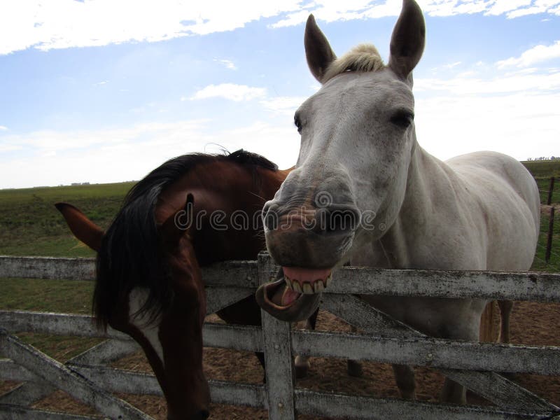 Cavallo Che Ride O Che Nitrisce Nel Tramonto Davanti Ad Un ...