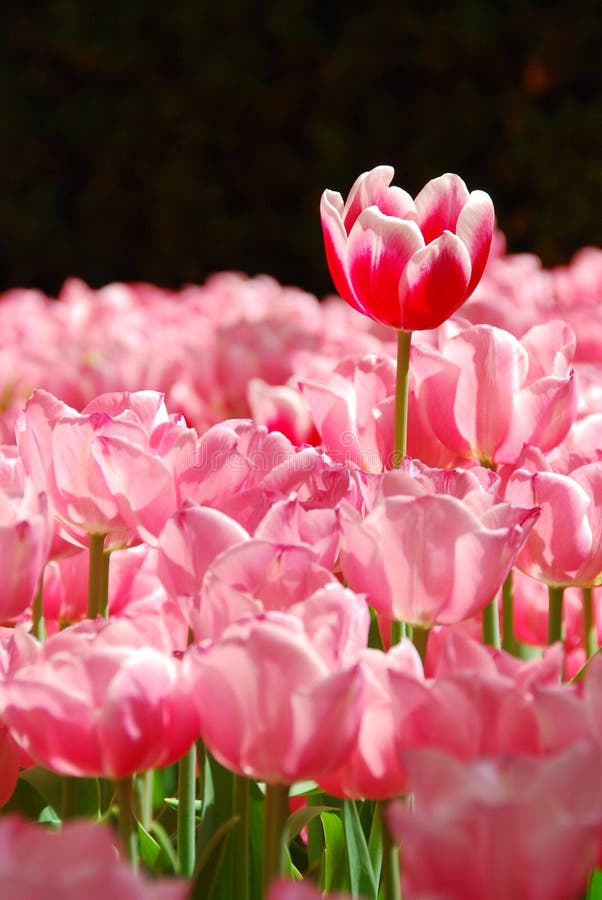 Rise above the rest stock photo. Image of beautiful, tulip - 2800314